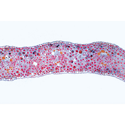 3B Angiospermae Gymnospermae Microscope Slides - LabWorld.co.uk